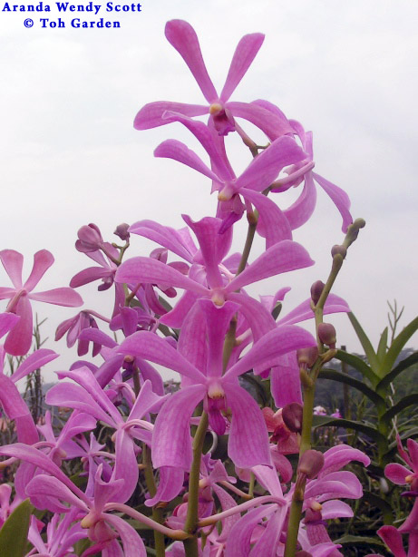 Gift Shop - Toh Garden: Singapore Orchid Plant & Flower Grower