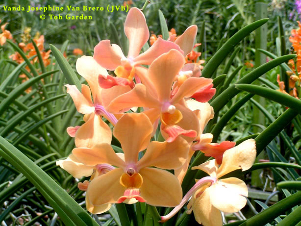 Gift Shop - Toh Garden: Singapore Orchid Plant & Flower Grower