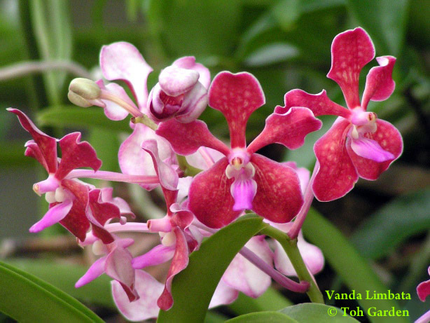 Gift Shop - Toh Garden: Singapore Orchid Plant & Flower Grower