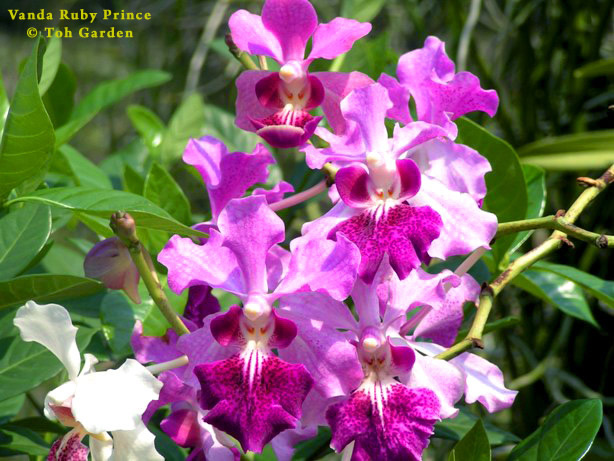 Gift Shop - Toh Garden: Singapore Orchid Plant & Flower Grower