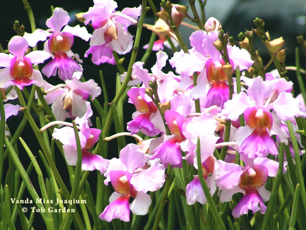 Gift Shop - Toh Garden: Singapore Orchid Plant & Flower Grower