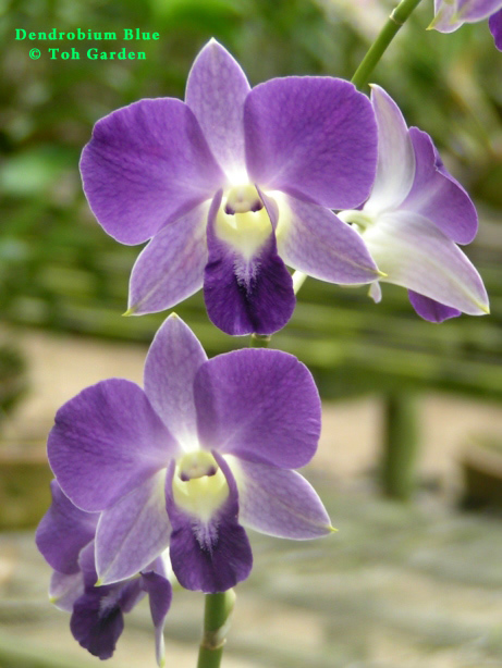 Gift Shop - Toh Garden: Singapore Orchid Plant & Flower Grower