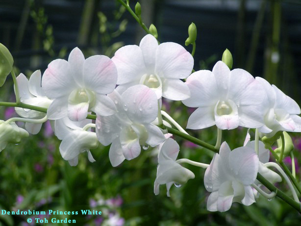Gift Shop - Toh Garden: Singapore Orchid Plant & Flower Grower