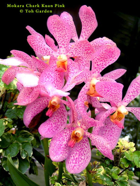 Gift Shop - Toh Garden: Singapore Orchid Plant & Flower Grower