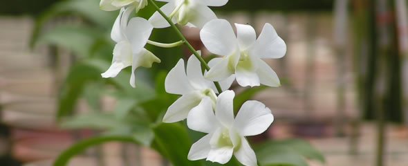 Dendrobium Snow White - Toh Garden: Singapore Orchid Plant & Flower Grower