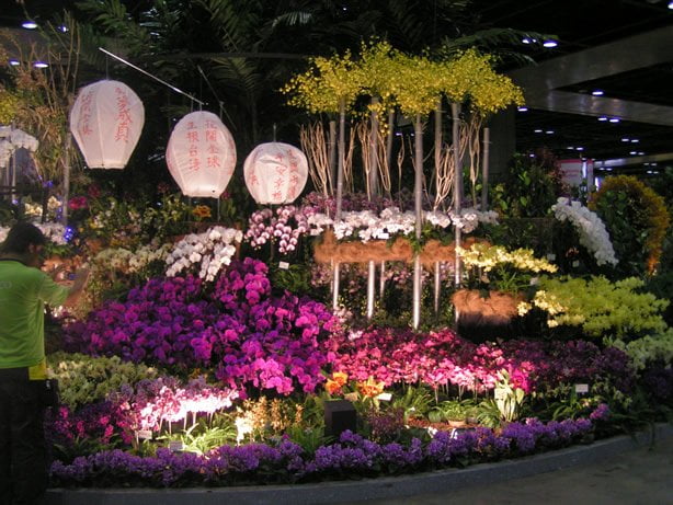 Singapore Garden Festival 2010 - Toh Garden: Singapore Orchid Plant ...