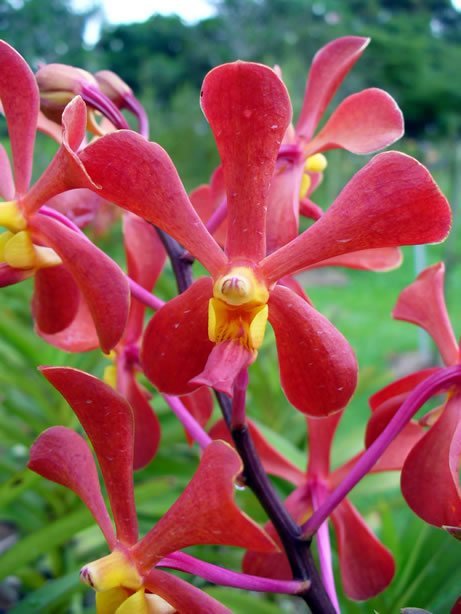 Mandai Orchid Garden - Toh Garden: Singapore Orchid Plant & Flower Grower