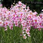 Vanda Miss Joaquim - Toh Garden: Singapore Orchid Plant & Flower Grower