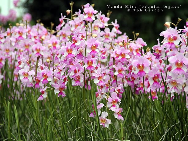 Vanda Miss Joaquim - Toh Garden: Singapore Orchid Plant & Flower Grower