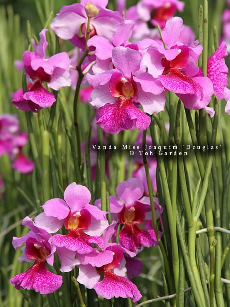 Vanda Miss Joaquim - Toh Garden: Singapore Orchid Plant & Flower Grower
