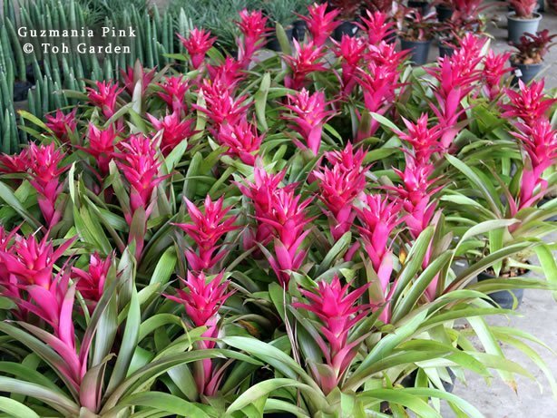 Chinese New Year 2014 - Toh Garden: Singapore Orchid Plant & Flower Grower