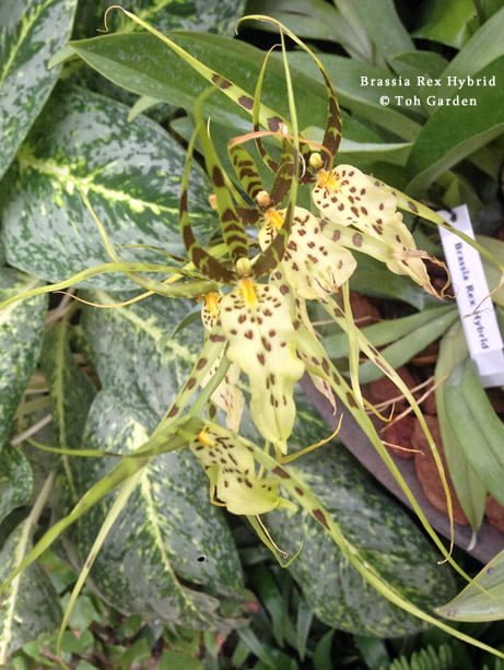 Singapore Garden Festival 2014 - Toh Garden: Singapore Orchid Plant ...