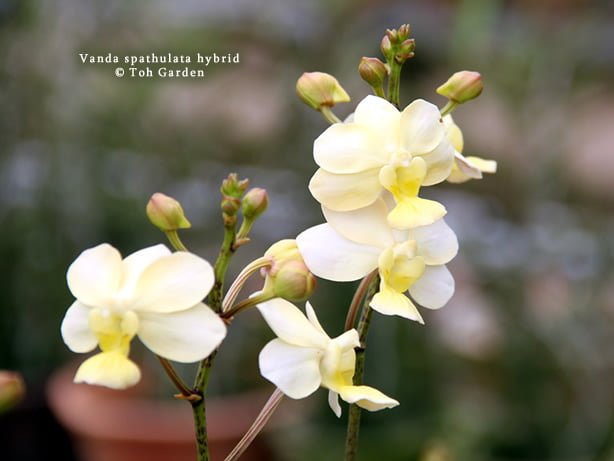 Singapore Garden Festival 2014 - Toh Garden: Singapore Orchid Plant ...