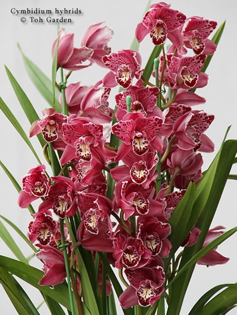 Chinese New Year 2015 - Toh Garden: Singapore Orchid Plant & Flower Grower