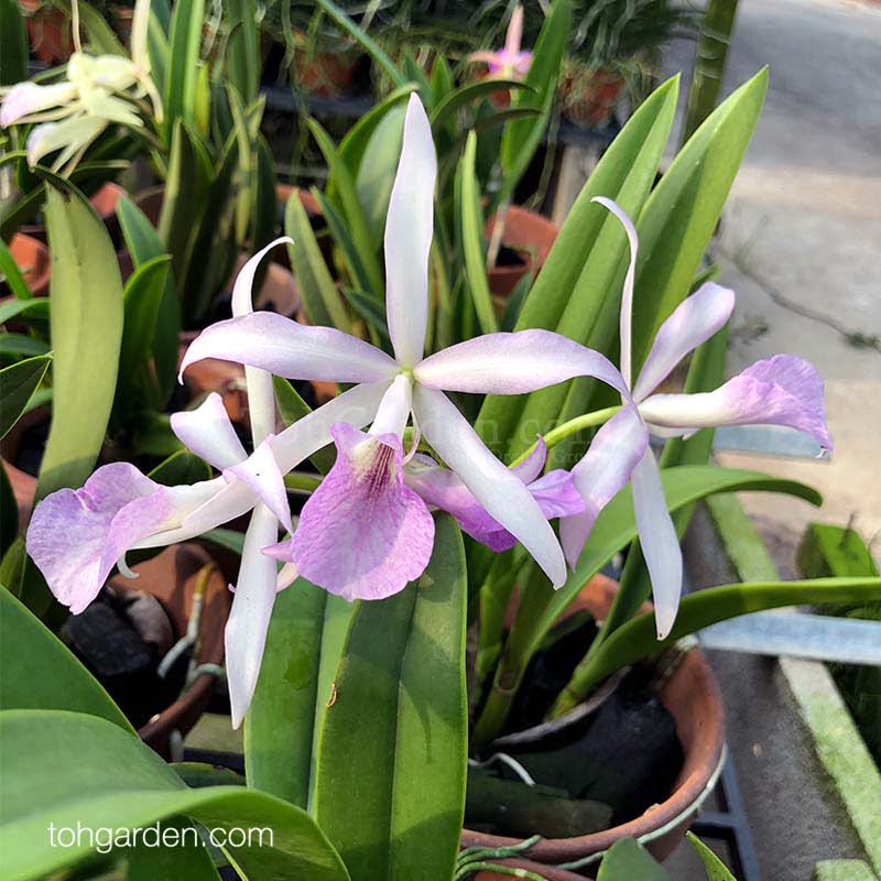 Cattleya Alliance Hybrids List - Toh Garden: Singapore Orchid Plant ...